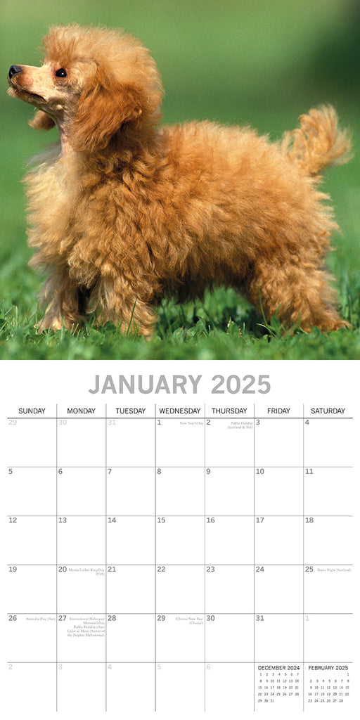 Poodles - 2025 Square Wall Calendar Dogs Pets Animals 16 Months Premiu ...